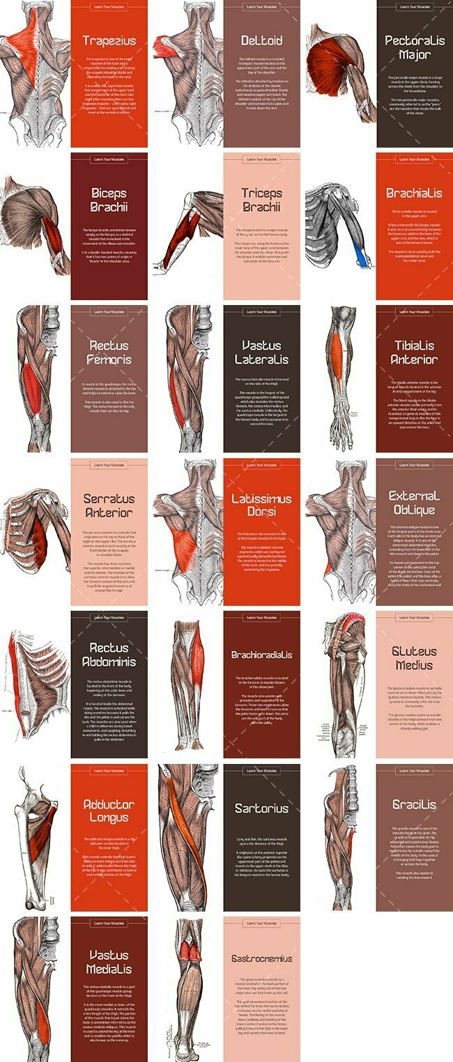 Learn Your Muscles Bundle - Healthinomics