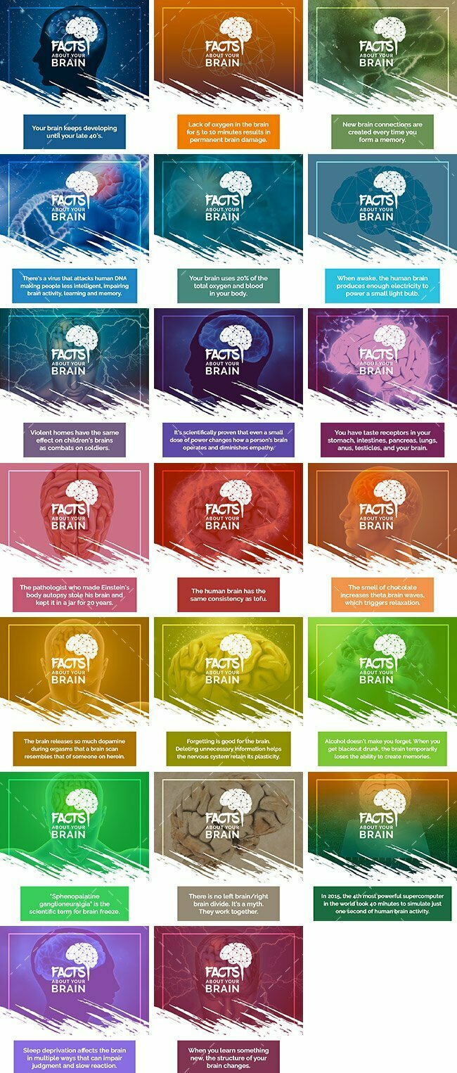Brain Facts Bundle - Healthinomics